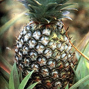 Pinya | Mga Halamang Gamot ng Pinoy