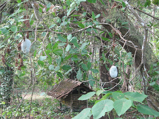 Nature shots: kumbalanga