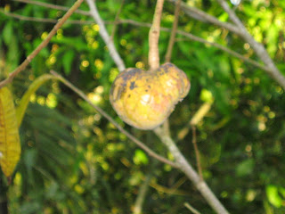 Thookkupalam - JungleKey.in Image