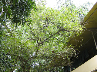 Nature shots: Kattar vazha,loobikka(ololikka),Koovalam