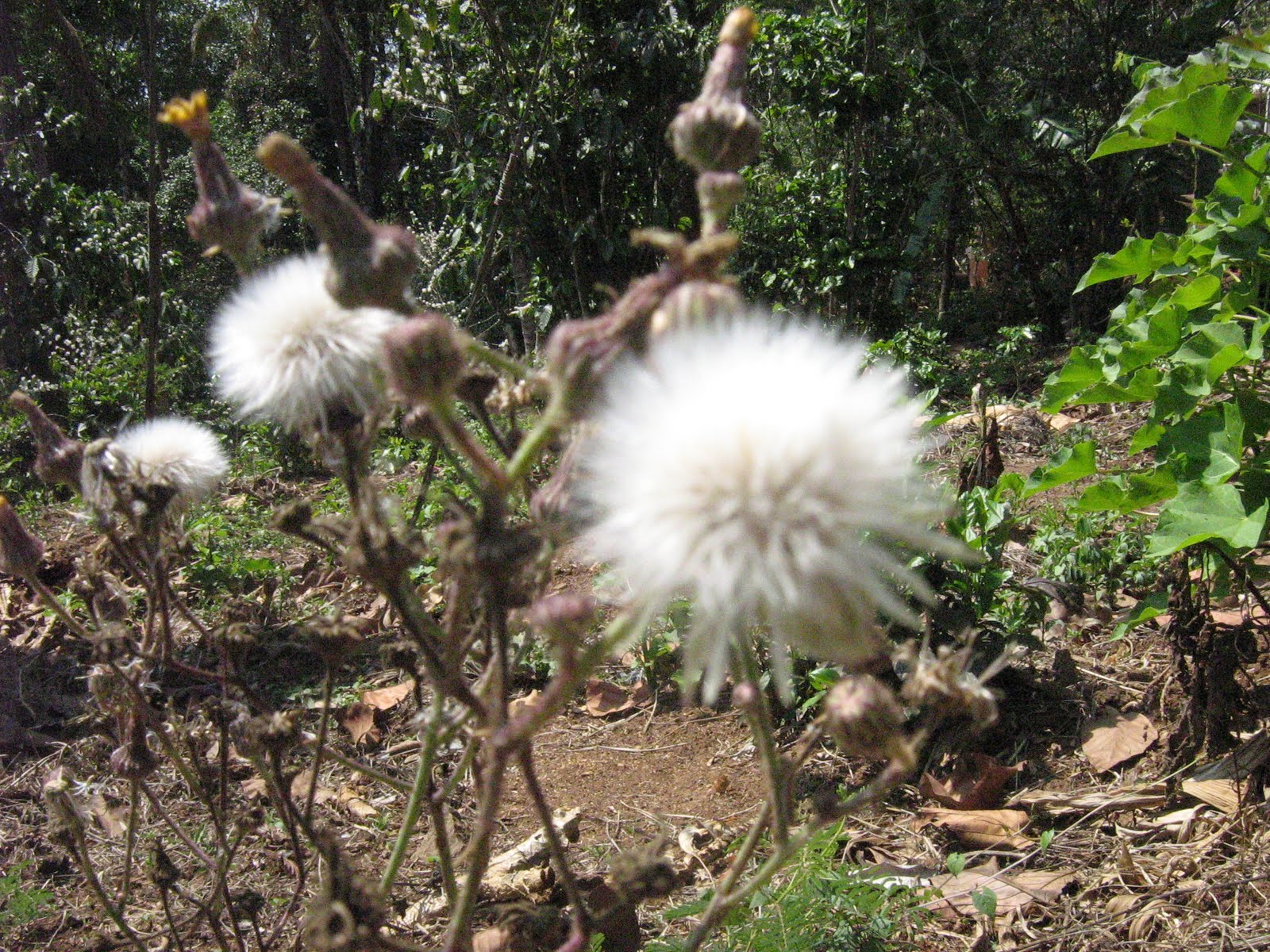 Nature shots: Appooppan thadi