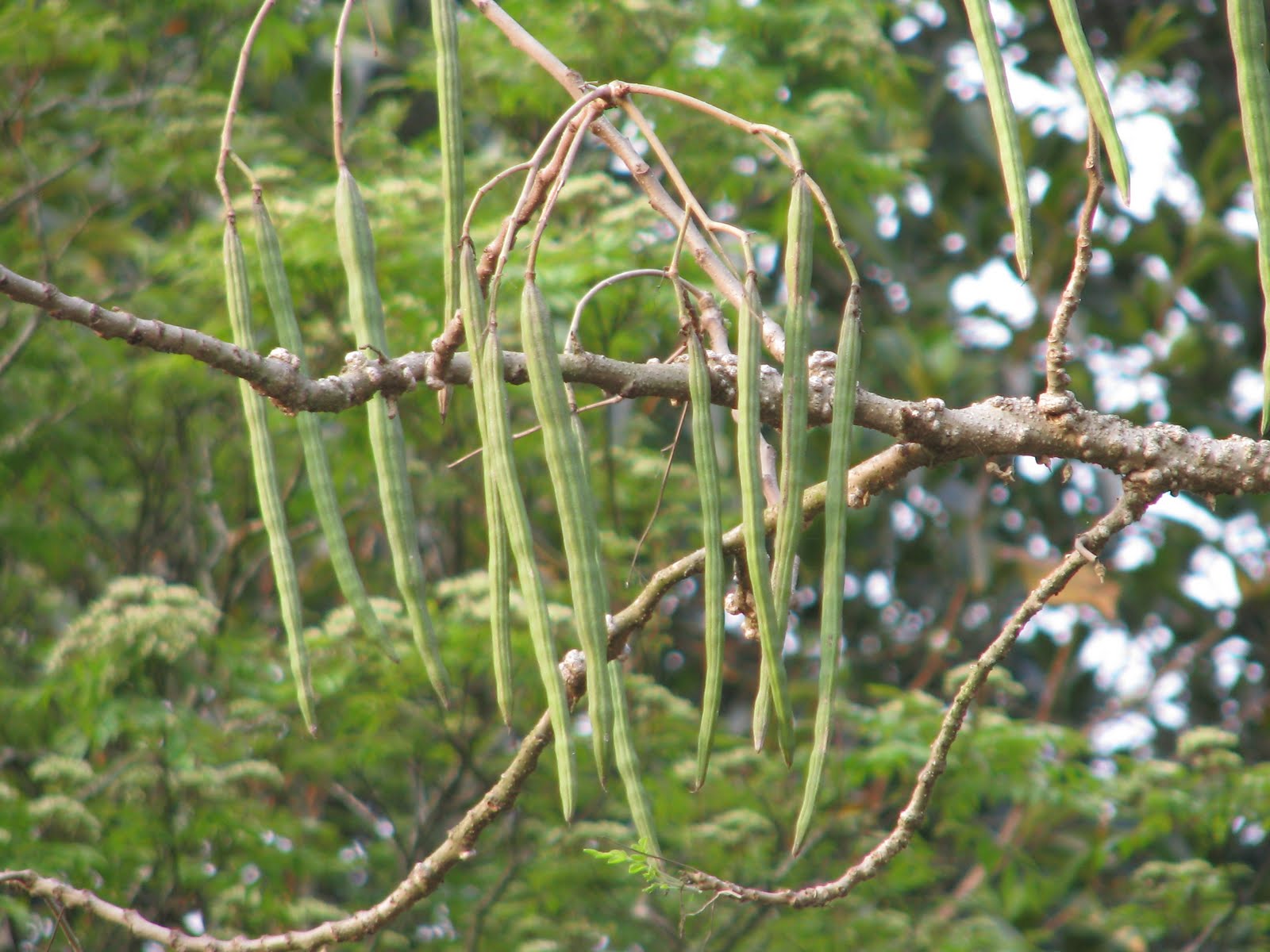 Nature shots: Muringakka