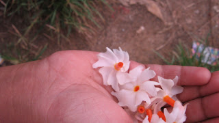 Nature shots: Pavizhamalli