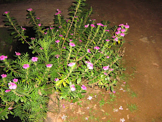 Nature shots: Nadan pookkal(Local flowers from Kerala)