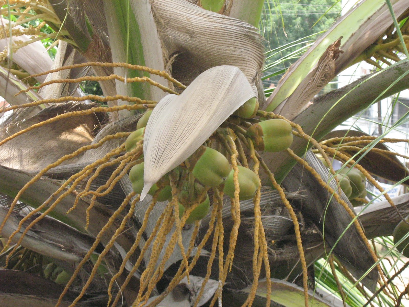 Nature shots: Some pictures of Coconut tree