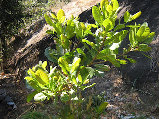 Nature shots: Kashu mavu