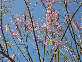 Nature shots: Sheema konna