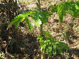 Nature shots: Pathimukham