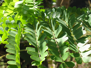 Nature shots: Pathimukham