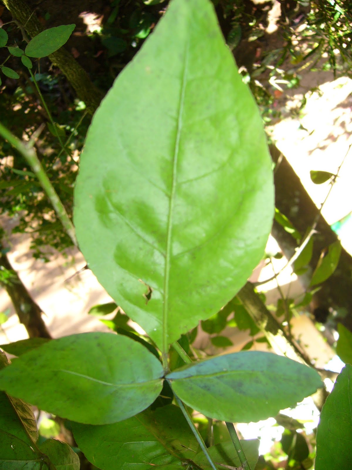 Nature shots: Koovalathila