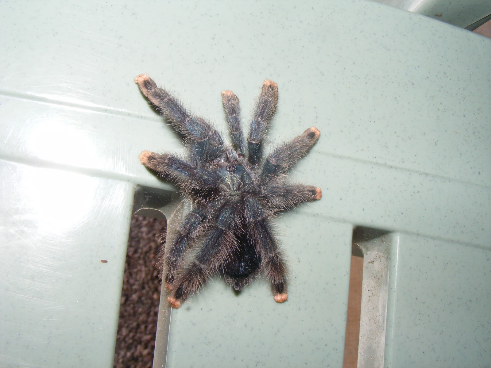 Mon périple en Guyane: Matoutou