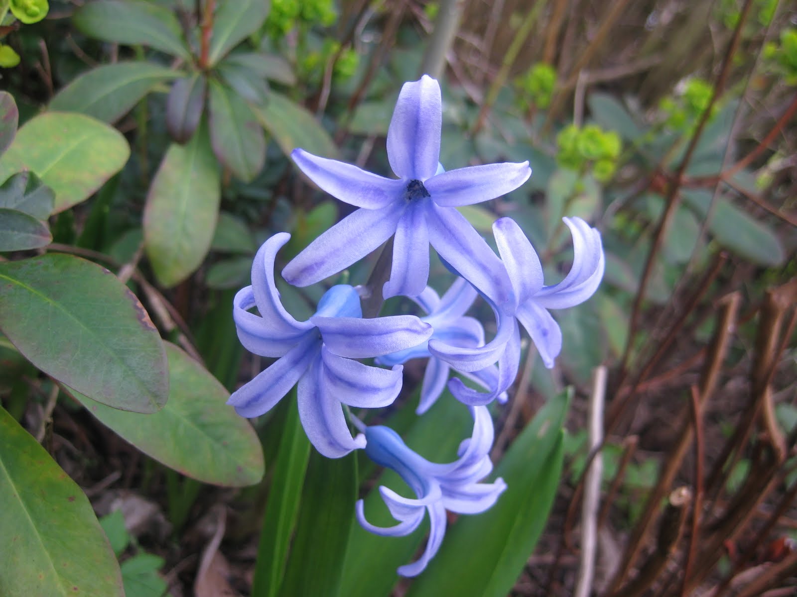 There's colour everywhere!: Hyacinth