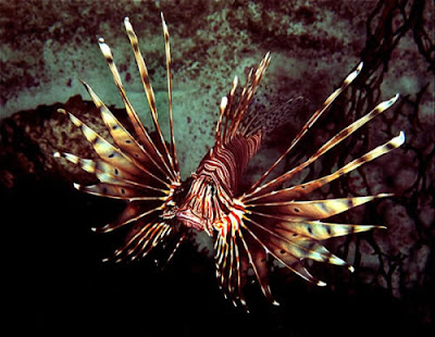 National Geographics: most dangerous fish