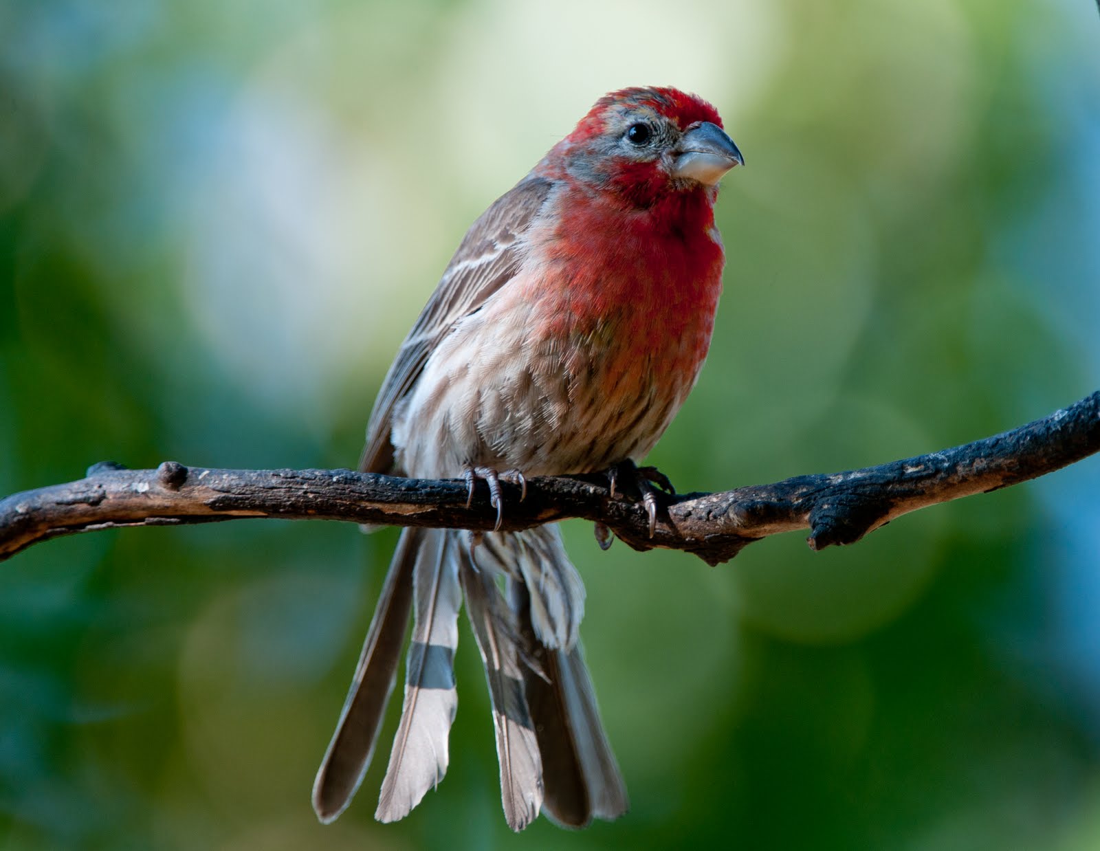 Birds of Different Feathers: August Yard Birds