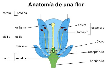 Experimentos en Educación Primaria e Infantil: Partes de una flor