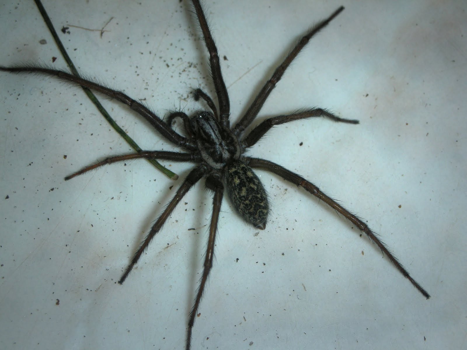 BERGs STUGA: En FET Spindel