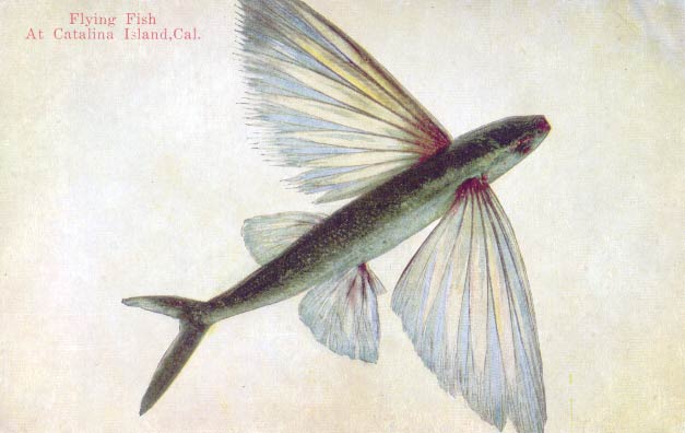 Flying Fish ~ Amazing Story's