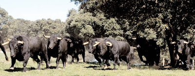 etpoursimouve: El Uro podrá ser recreado utilizando razas Europeas.