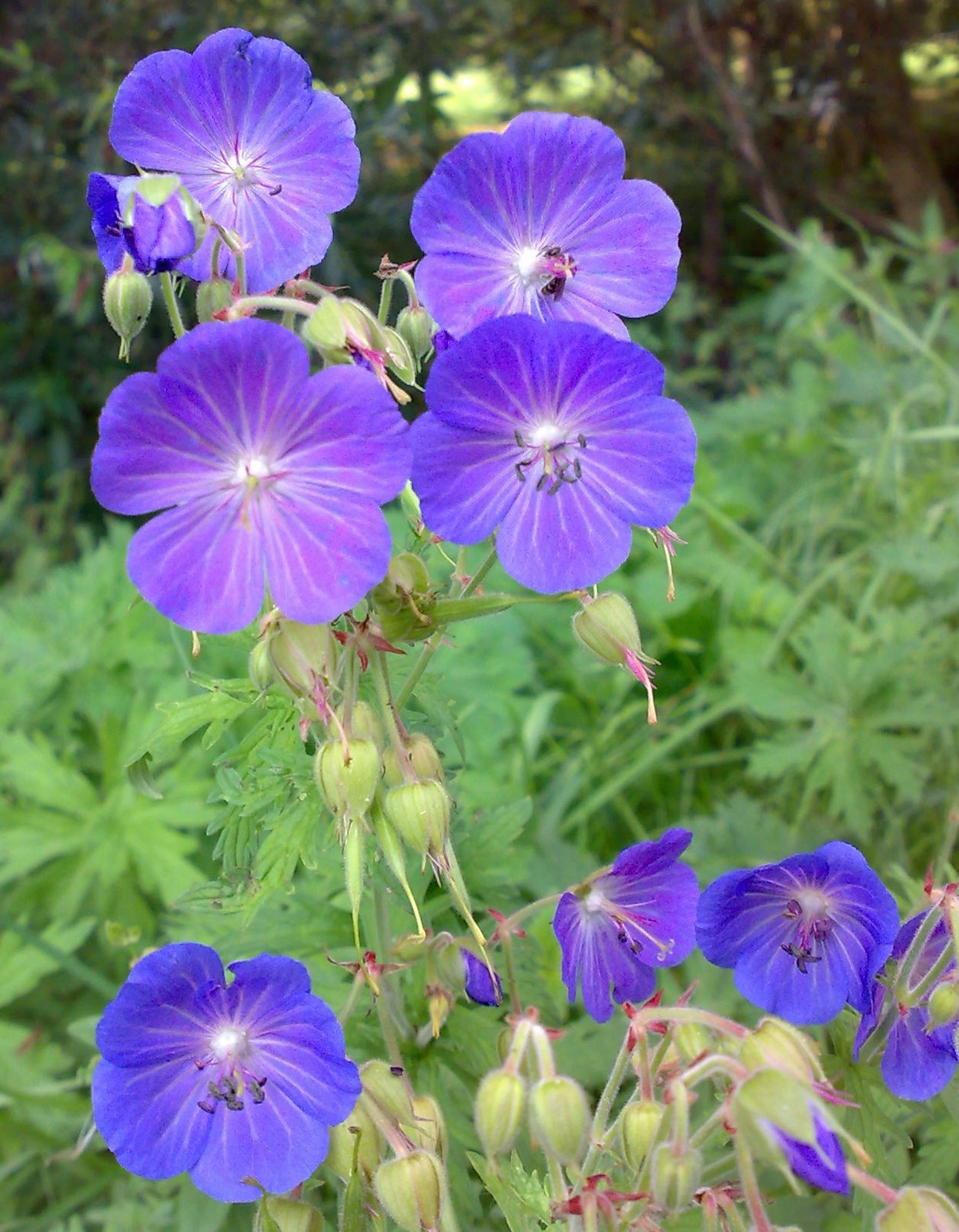 Colours: Geranium pratense