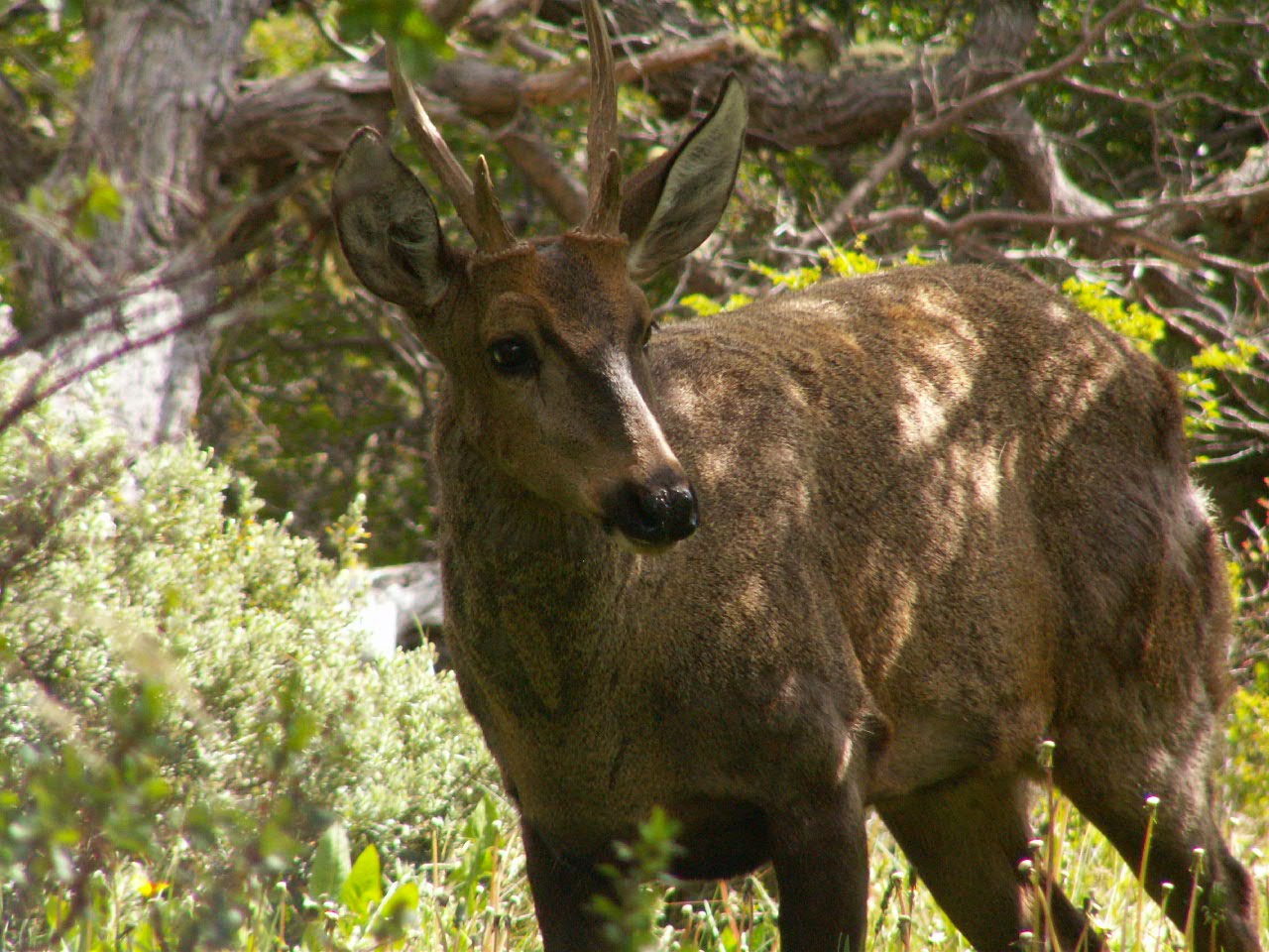 Huemul chileno - Imagui