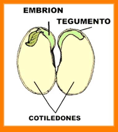Tercero: Partes de la semilla