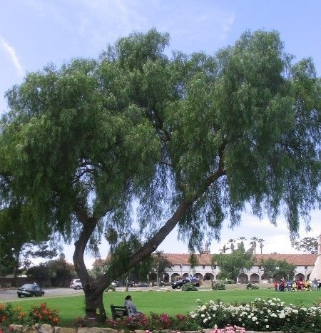 Salud & Vida Sana: Virtudes del Árbol del Molle Serrano