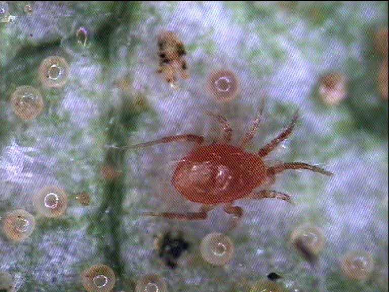 Ecoprotección vegetal: ÁCAROS BENEFICIOSOS EN HORTICULTURA