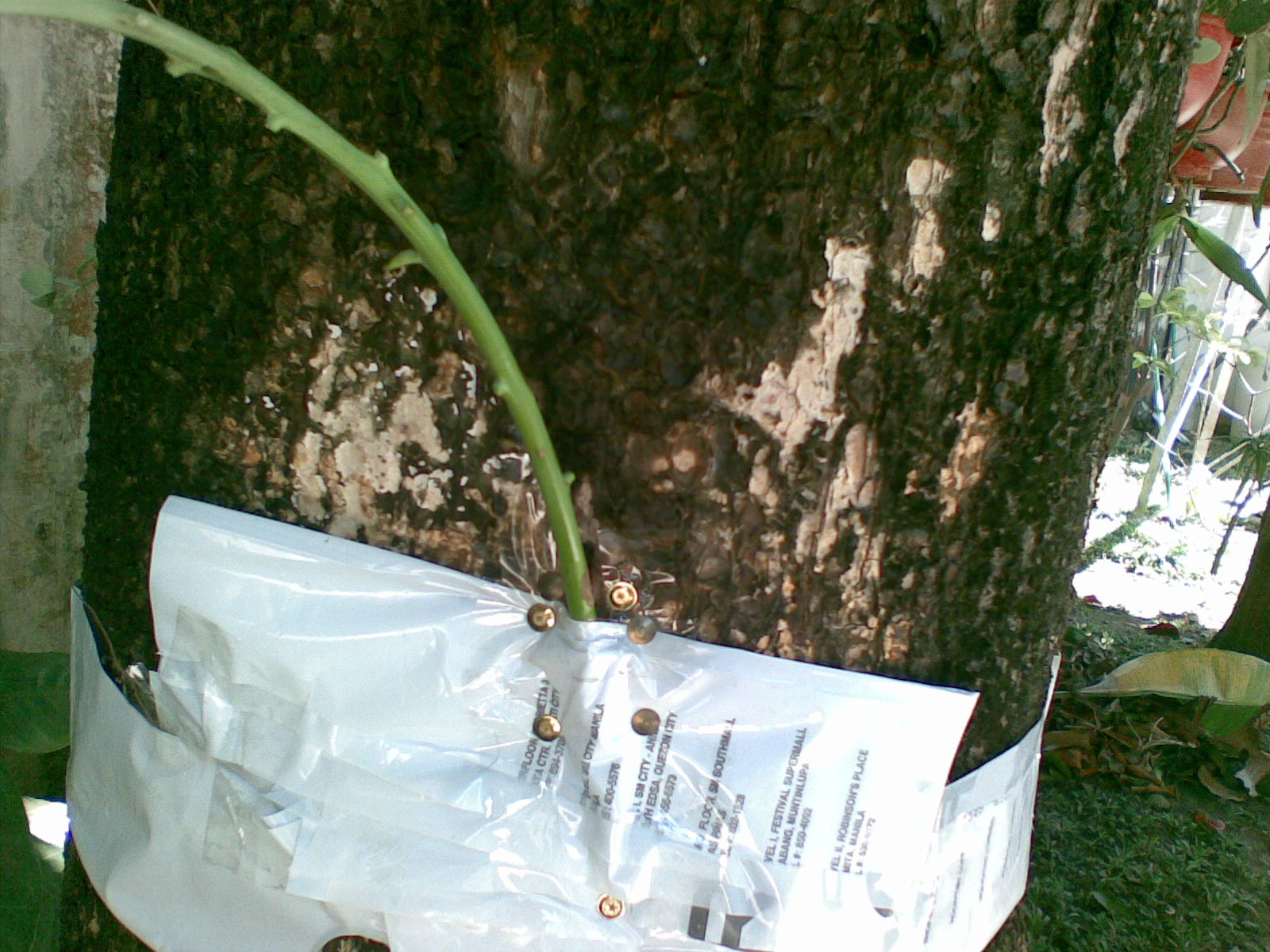 Mental Notes: How To Graft a Mango Stem