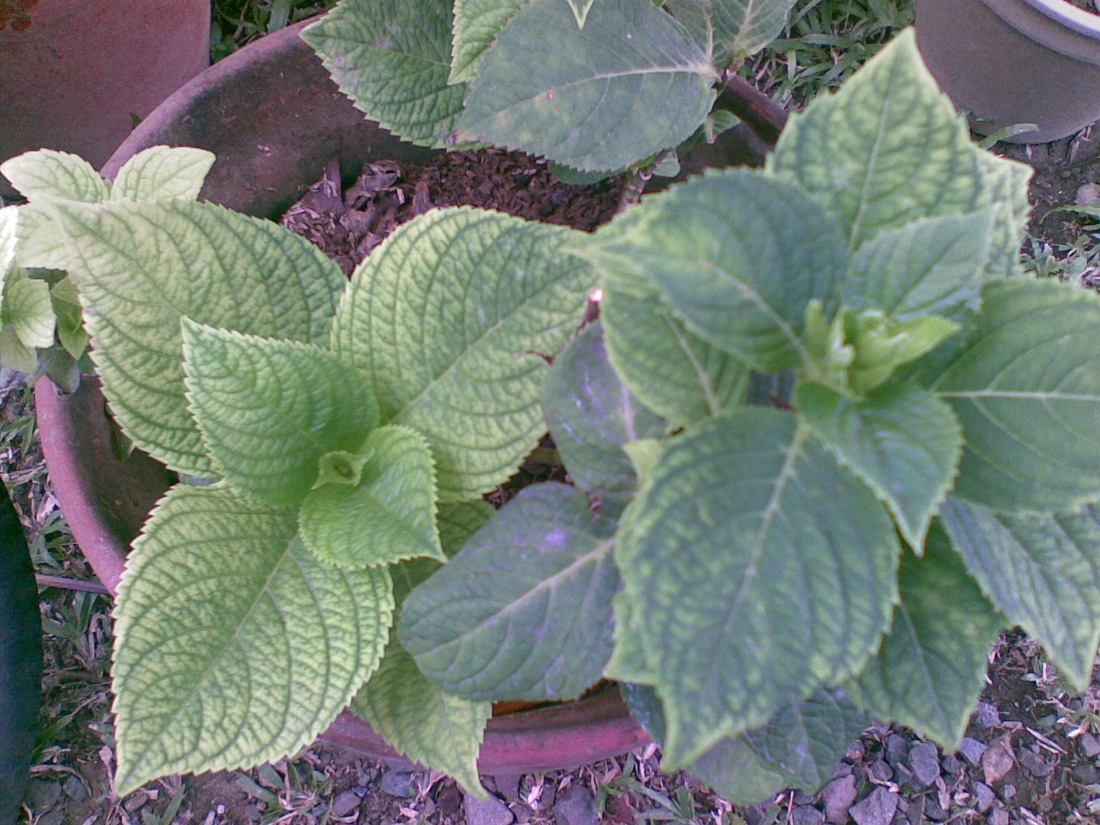 Mental Notes: Tagaytay Plant in Bloom