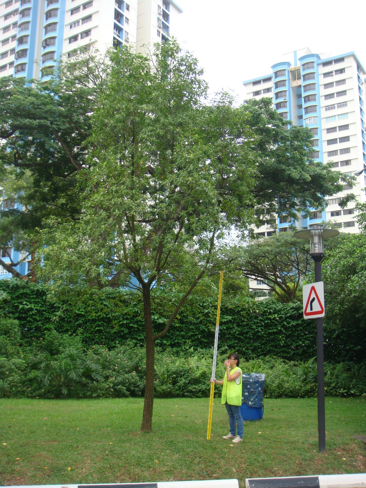 G.I.S TREES: Fagraea Fragrans 4