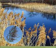 Le Canal Lachine prend son envol: Les plantes envahissantes: le ...