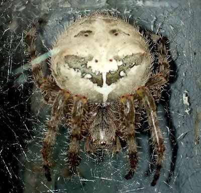 Southwestarizona: Strange Spider on Fort Huachuca, AZ