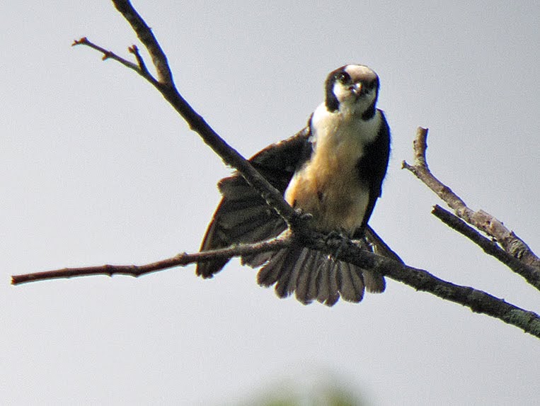 Frogmouth: The smallest raptor.