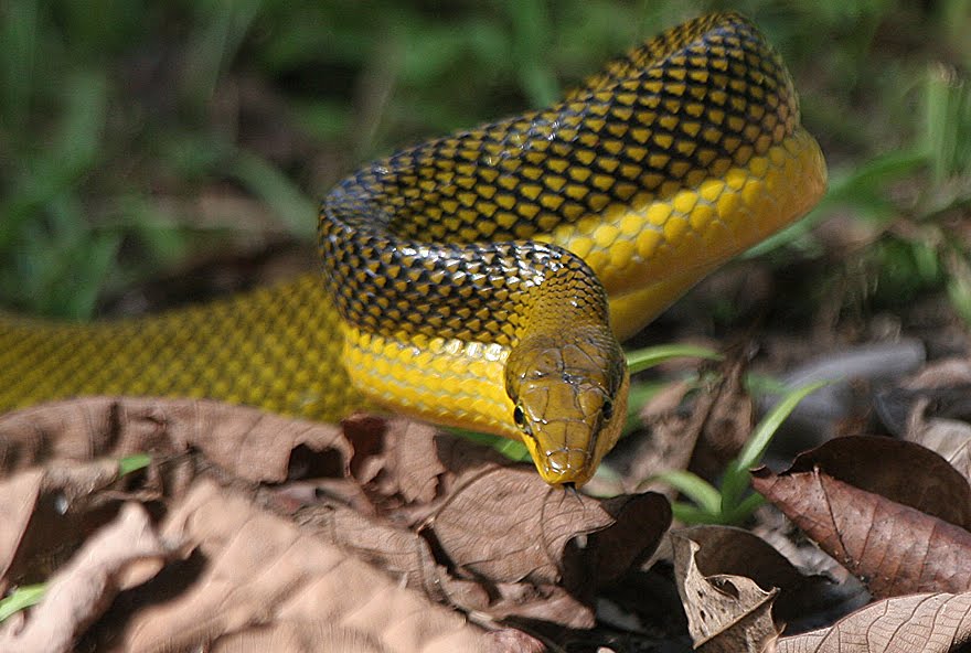 Frogmouth: Yellow Tree Racer Snake.