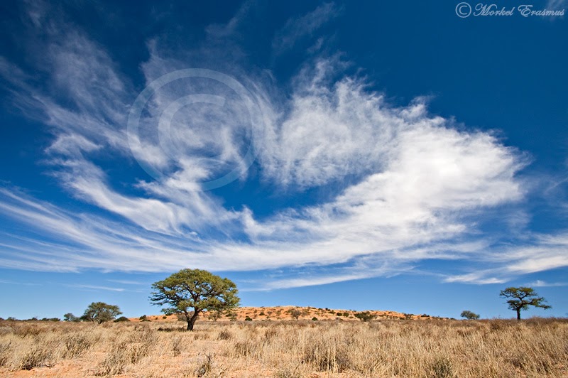 SAFFAscapes: PhotoShare: Kalahari Tree