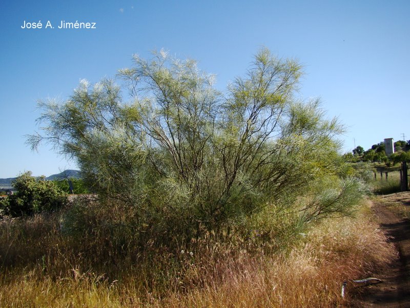Flora de Mérida: Retama sphaerocarpa