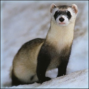 Ladran & Maullan: Adoptar un hurón