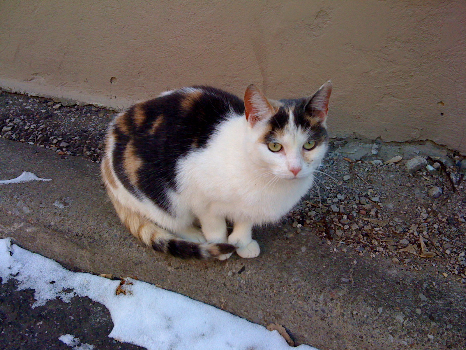 Cats of Parkdale: calico cat-let cowering