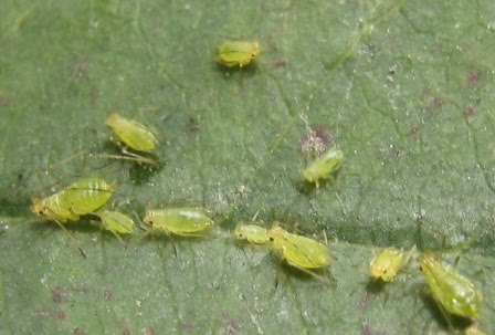 Guayabal de Síquima y su Biodiversidad.: Reino: Animal. Orden: Homópteros.