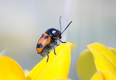 Rflx-s: INSECTOS EN PRIMAVERA POR... JOSÉ RAMÓN SÁNCHEZ.