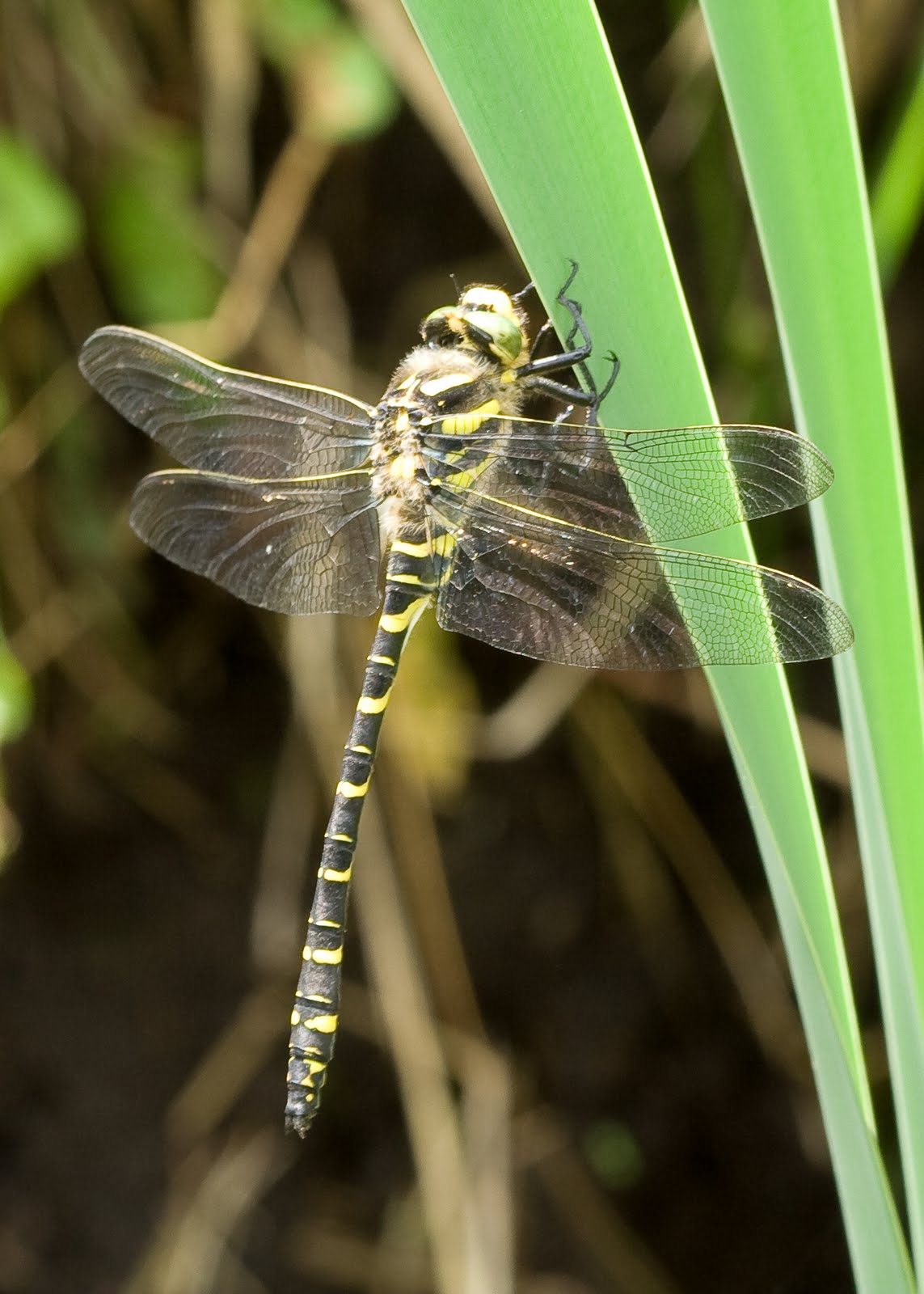 Ken's Photo Blog: Golden Ringed Dragonfly