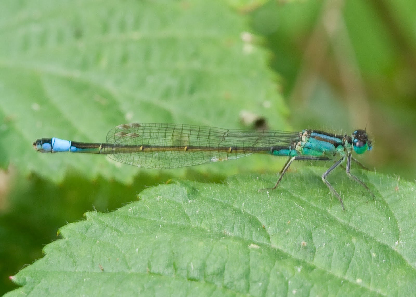Ken's Photo Blog: Common Dragonflies