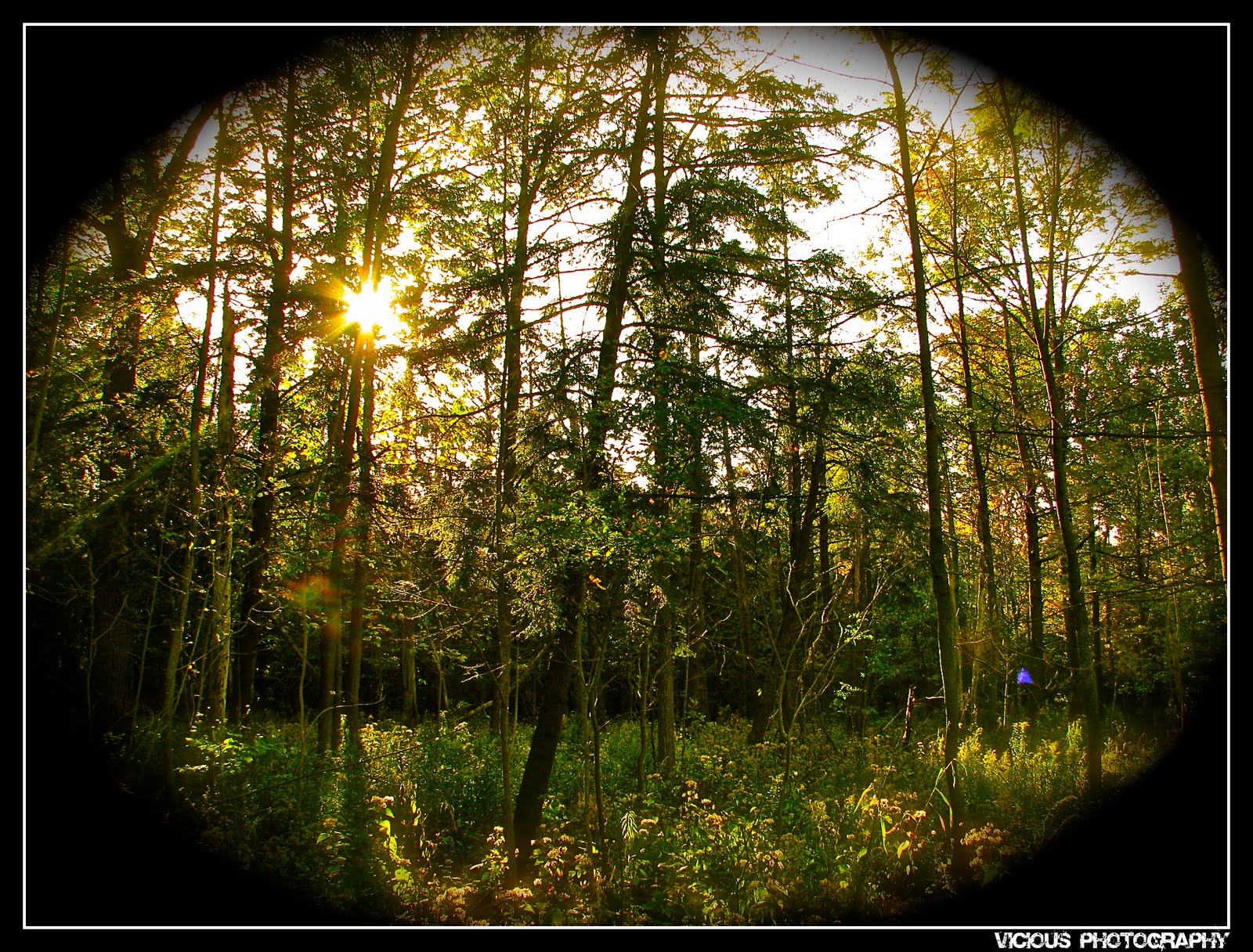 Cambridge Arts Festival Blog