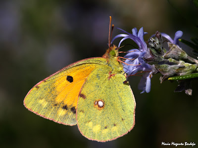 PERDIDO EN EL AMAZONAS: Colia comun (Colias crocea)