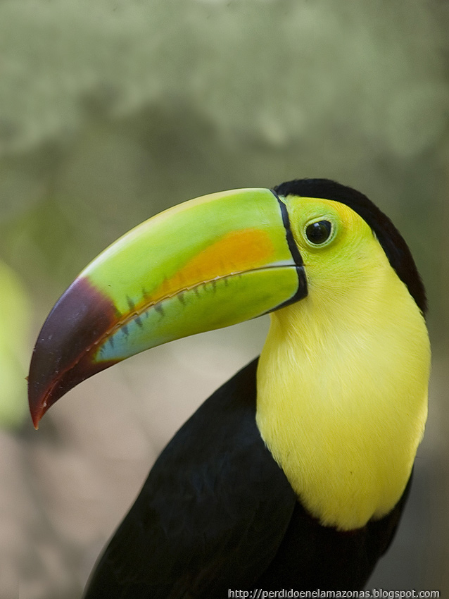 PERDIDO EN EL AMAZONAS: Ramphastos sulfuratus (Tucan pico iris, Curre ...
