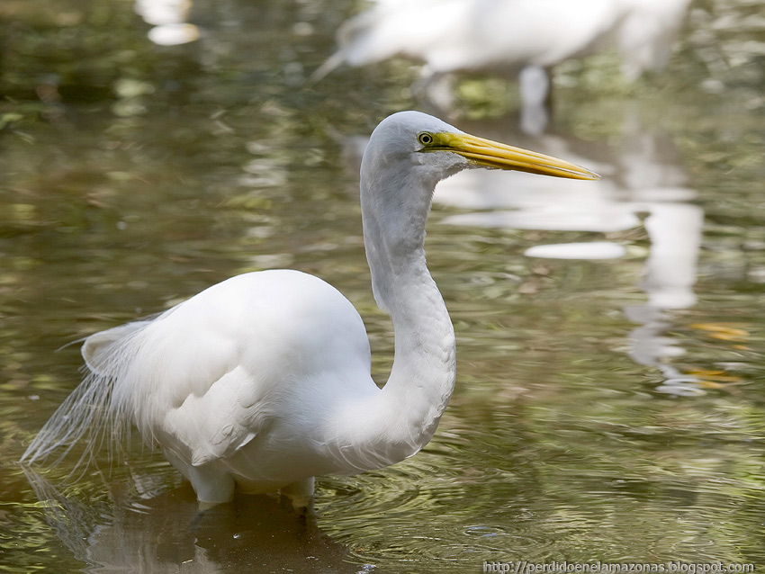 Ardea alba (Garza blanca, Garceta grande)
