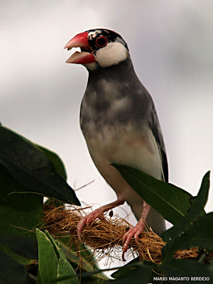 PERDIDO EN EL AMAZONAS: Padda oryzivora (Gorrion de Java)