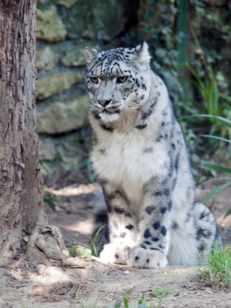 PERDIDO EN EL AMAZONAS: Uncia uncia (Pantera de las nieves; leopardo de ...