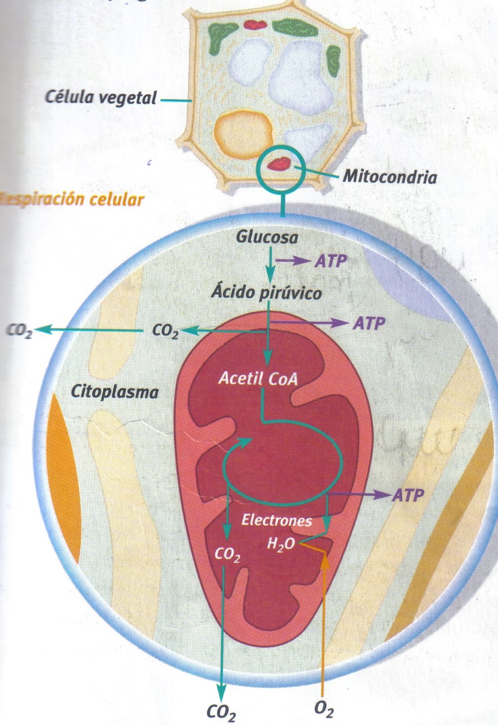 Biología 2º año SB: Respiración Celular