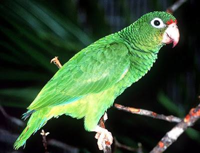 TAINO NATION NEWS: Iguaca - Puerto Rican Parrot